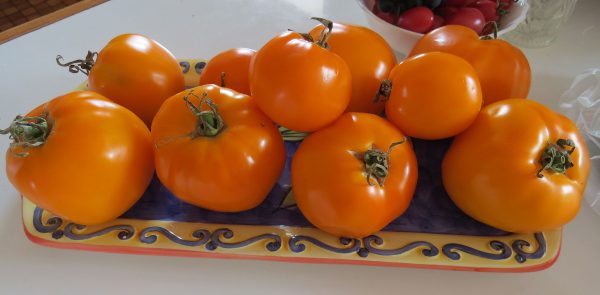 Heirloom Tomatoes – Heritage Food Crops Research Trust