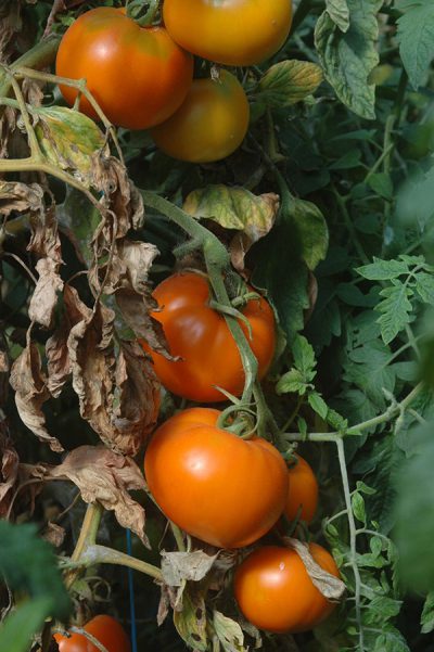 Heirloom Tomatoes – Heritage Food Crops Research Trust
