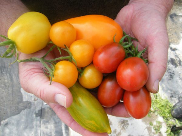 Heirloom Tomatoes – Heritage Food Crops Research Trust