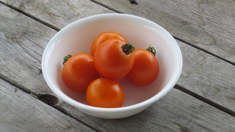 Tomato varieties – Heritage Food Crops Research Trust
