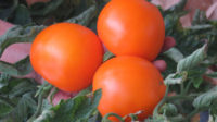 Tomato varieties – Heritage Food Crops Research Trust