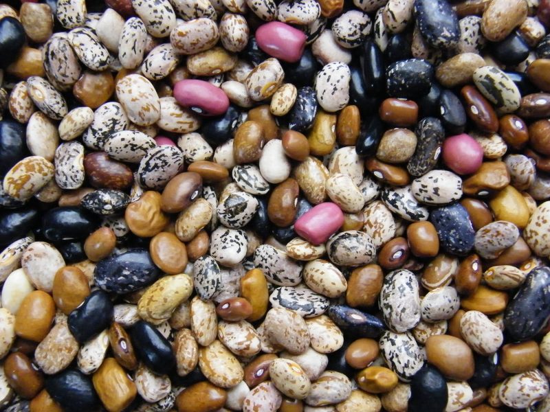 Heirloom Beans – Heritage Food Crops Research Trust