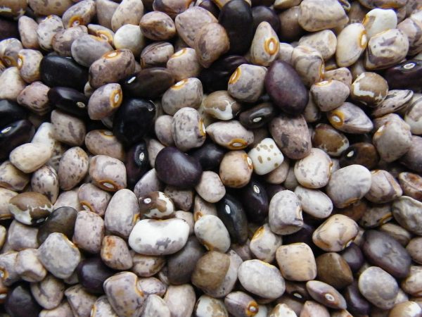 Heirloom Beans – Heritage Food Crops Research Trust