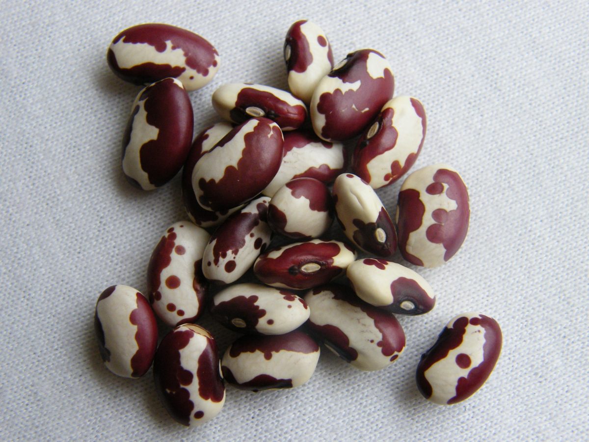 Heirloom Beans – Heritage Food Crops Research Trust