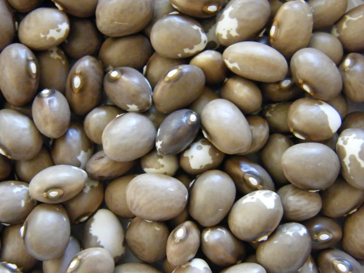 Heirloom Beans – Heritage Food Crops Research Trust