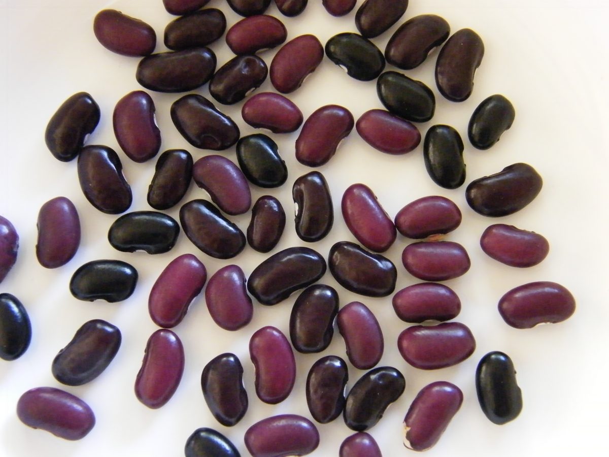 Heirloom Beans – Heritage Food Crops Research Trust
