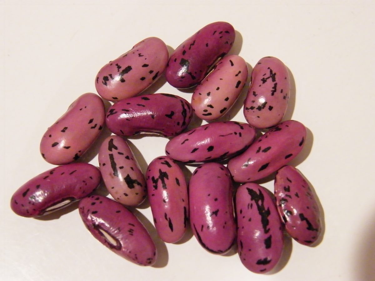 Heirloom Beans – Heritage Food Crops Research Trust