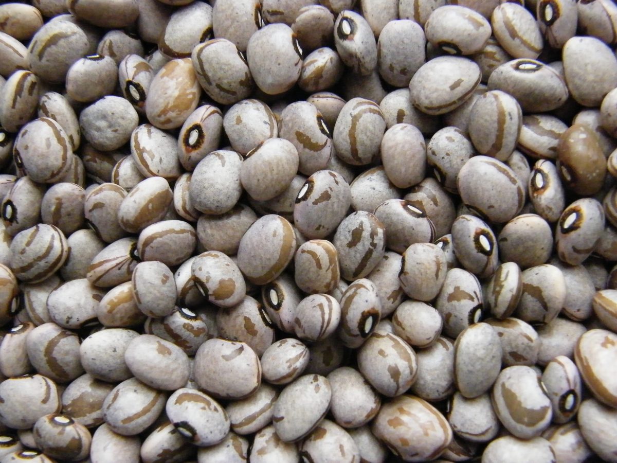 Heirloom Beans – Heritage Food Crops Research Trust