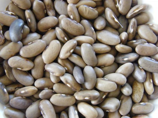 Heirloom Beans – Heritage Food Crops Research Trust