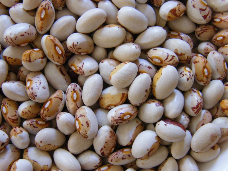 Heirloom Beans – Heritage Food Crops Research Trust