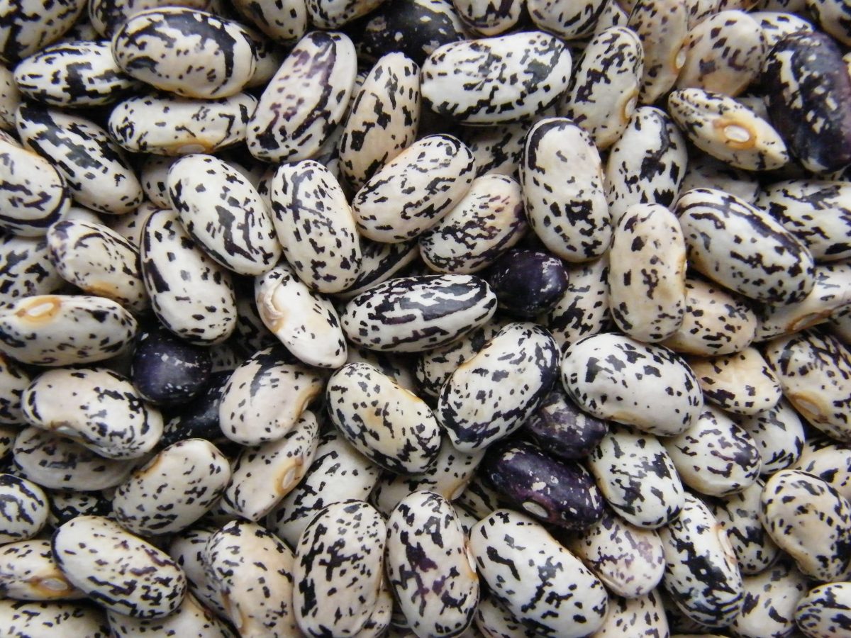 Heirloom Beans – Heritage Food Crops Research Trust