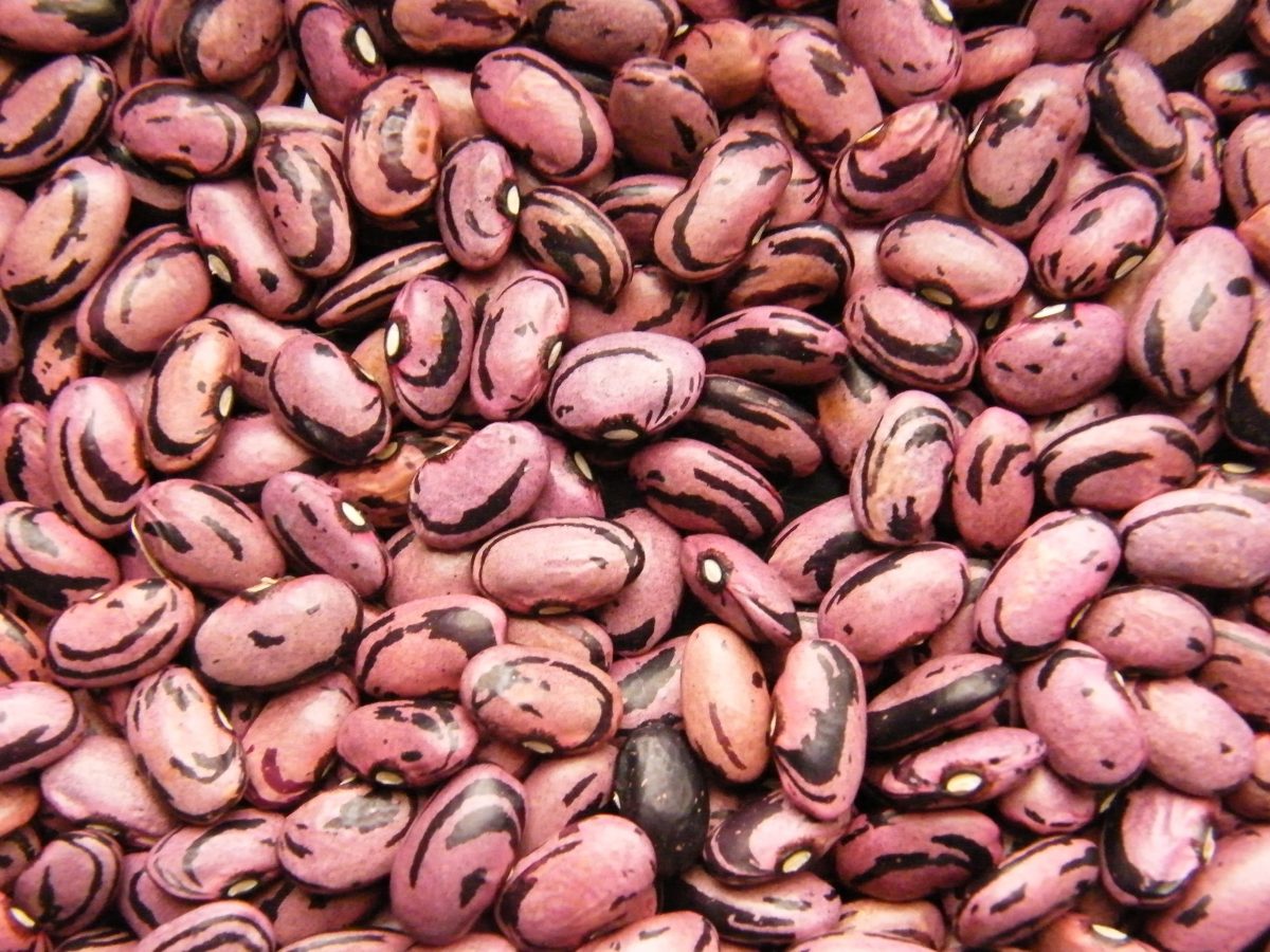 Heirloom Beans – Heritage Food Crops Research Trust