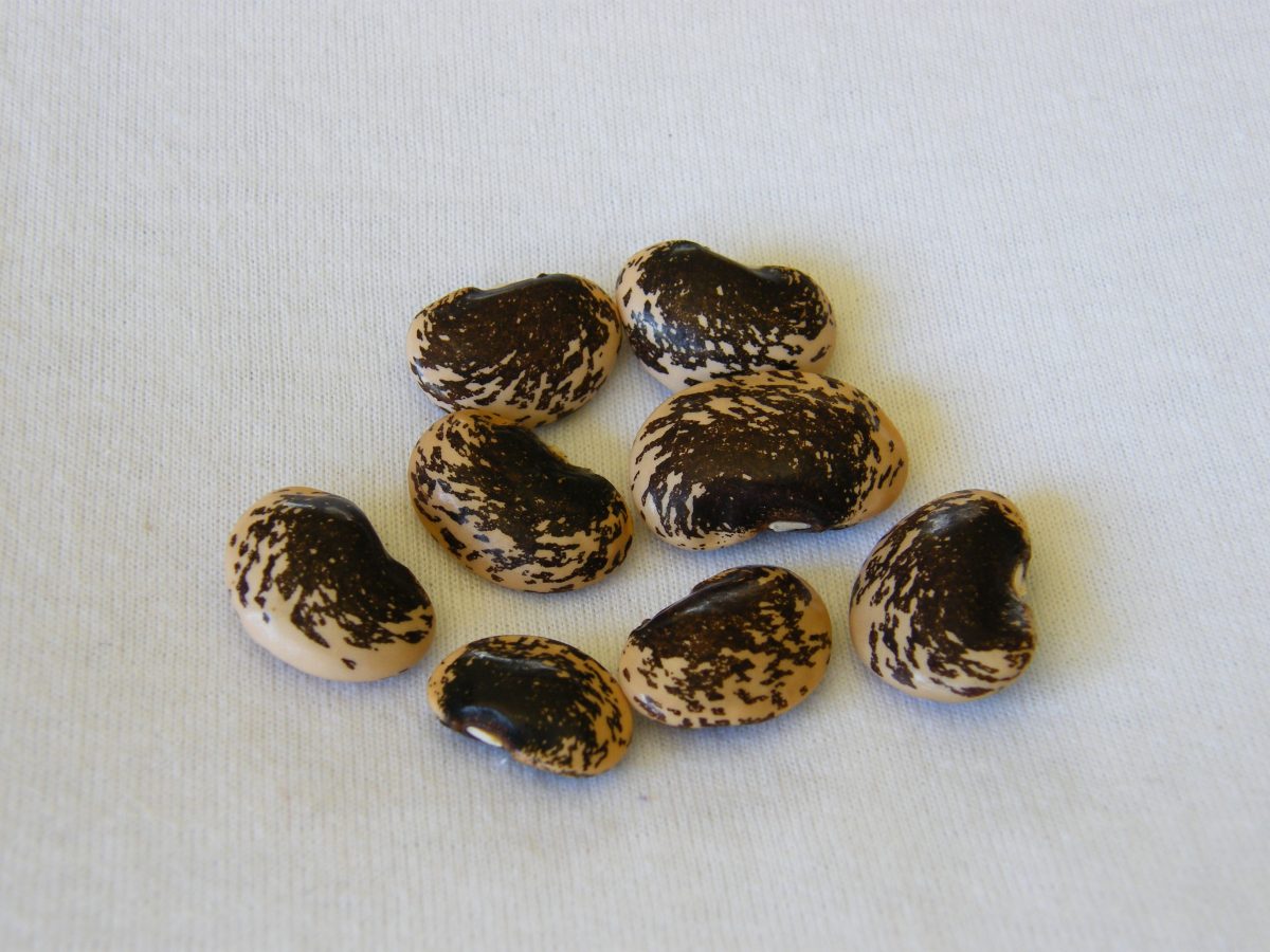 Heirloom Beans – Heritage Food Crops Research Trust