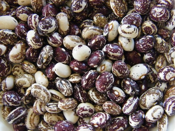 Heirloom Beans – Heritage Food Crops Research Trust