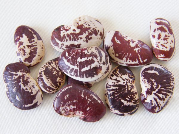 Heirloom Beans – Heritage Food Crops Research Trust