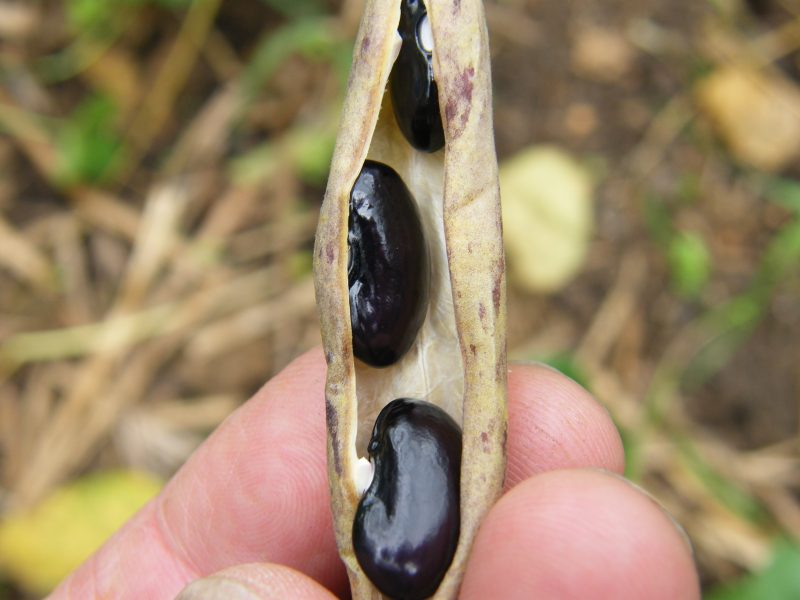Heirloom Beans – Heritage Food Crops Research Trust