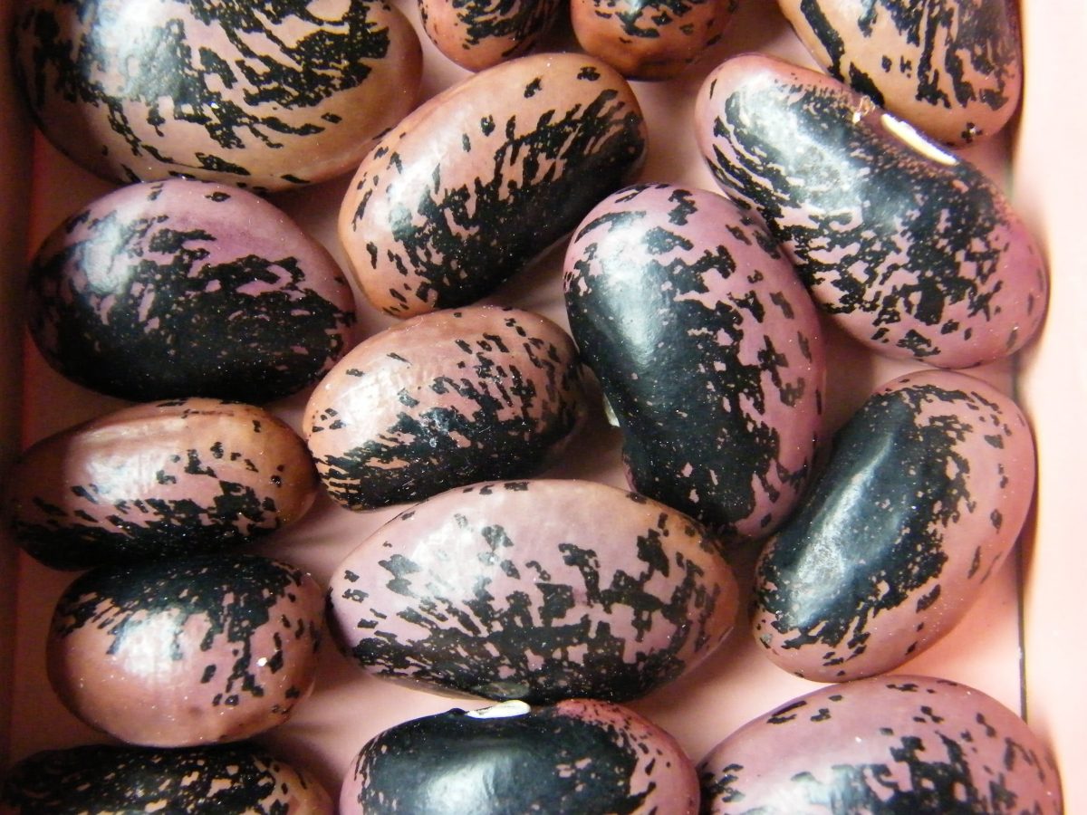 Heirloom Beans – Heritage Food Crops Research Trust