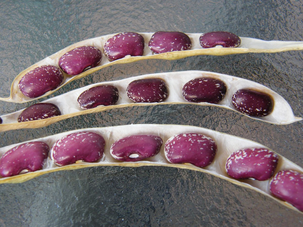 Heirloom Beans – Heritage Food Crops Research Trust
