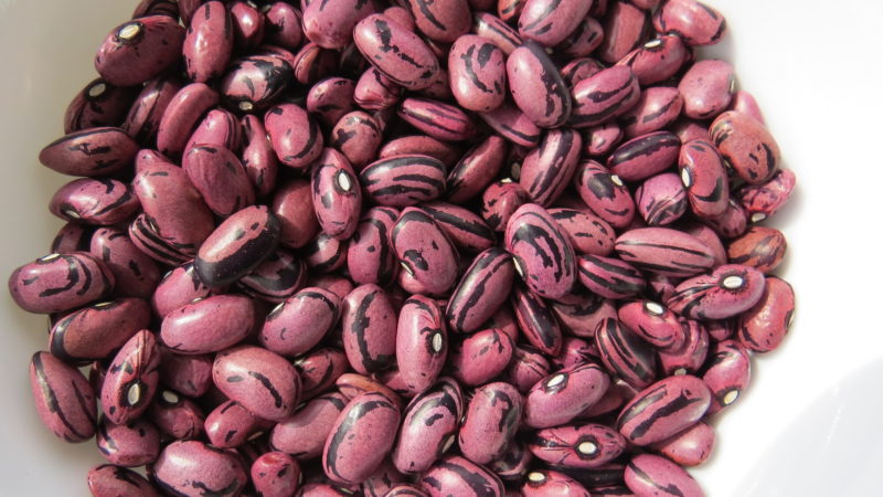 Heirloom Beans – Heritage Food Crops Research Trust