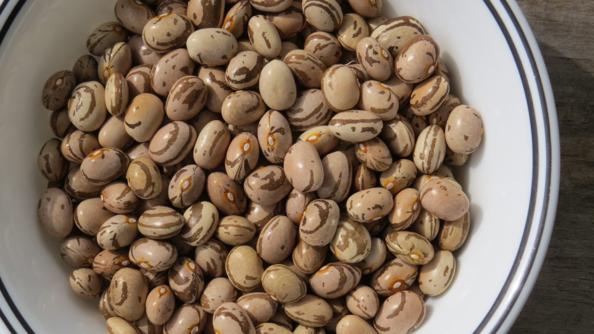 Heirloom Beans – Heritage Food Crops Research Trust
