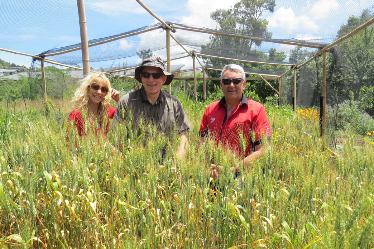 Ancient Wheat – Heritage Food Crops Research Trust
