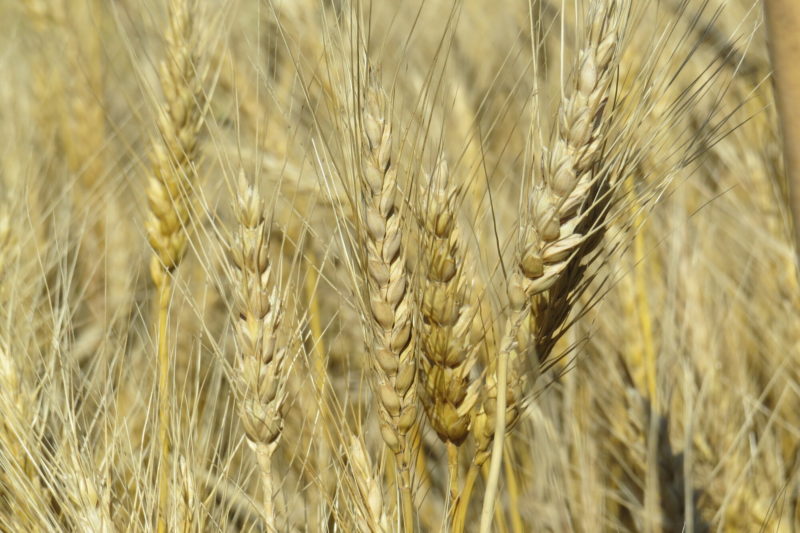 Ancient Wheat – Heritage Food Crops Research Trust