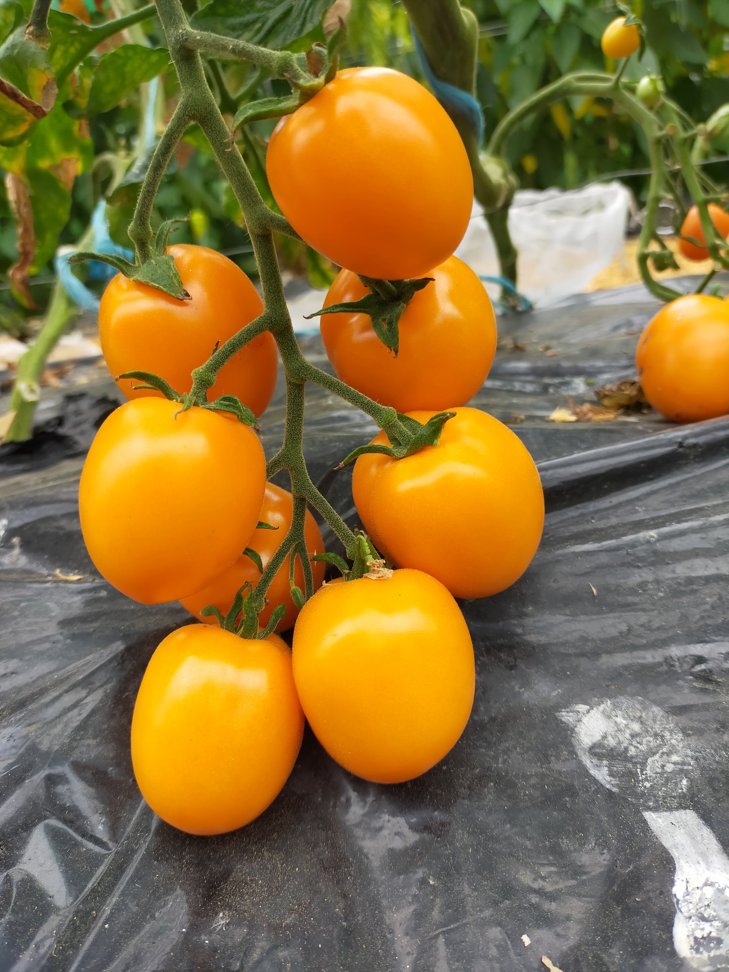 Research Pathway – Heritage Food Crops Research Trust