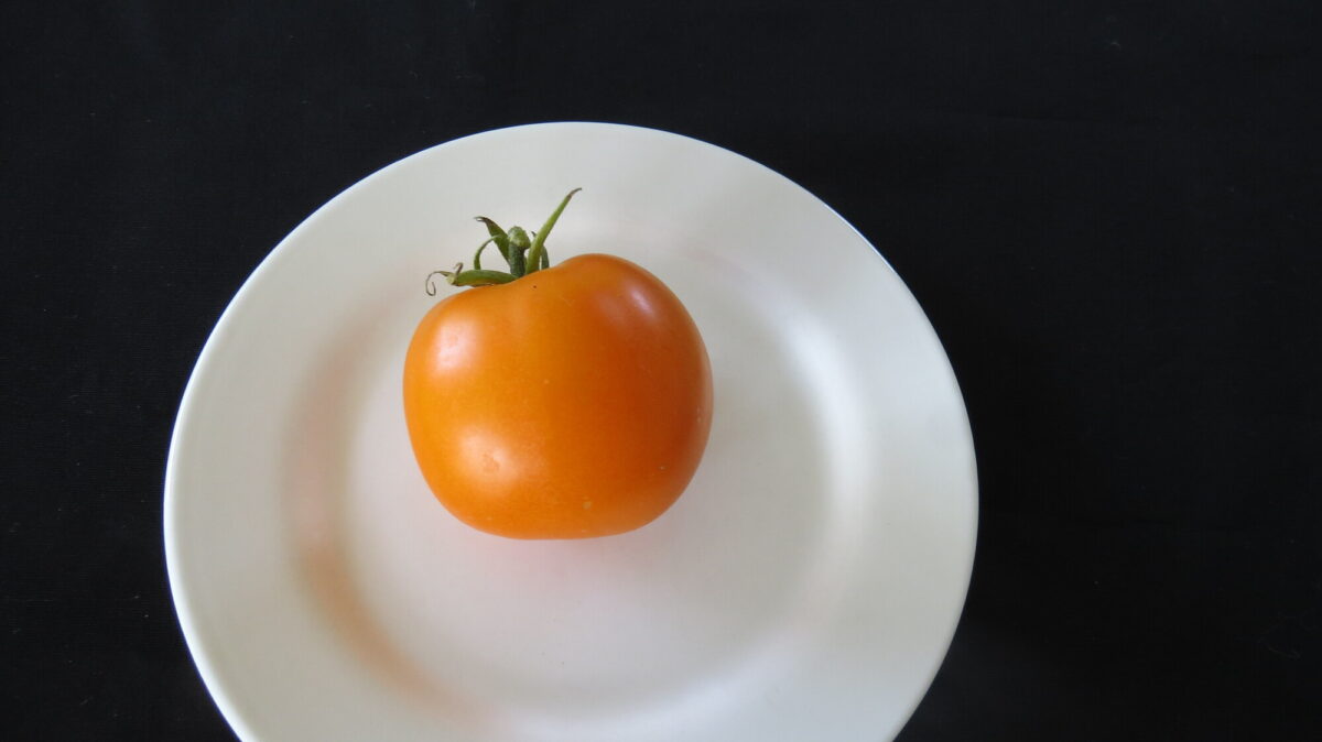 Our Top Tomato Varieties – Heritage Food Crops Research Trust