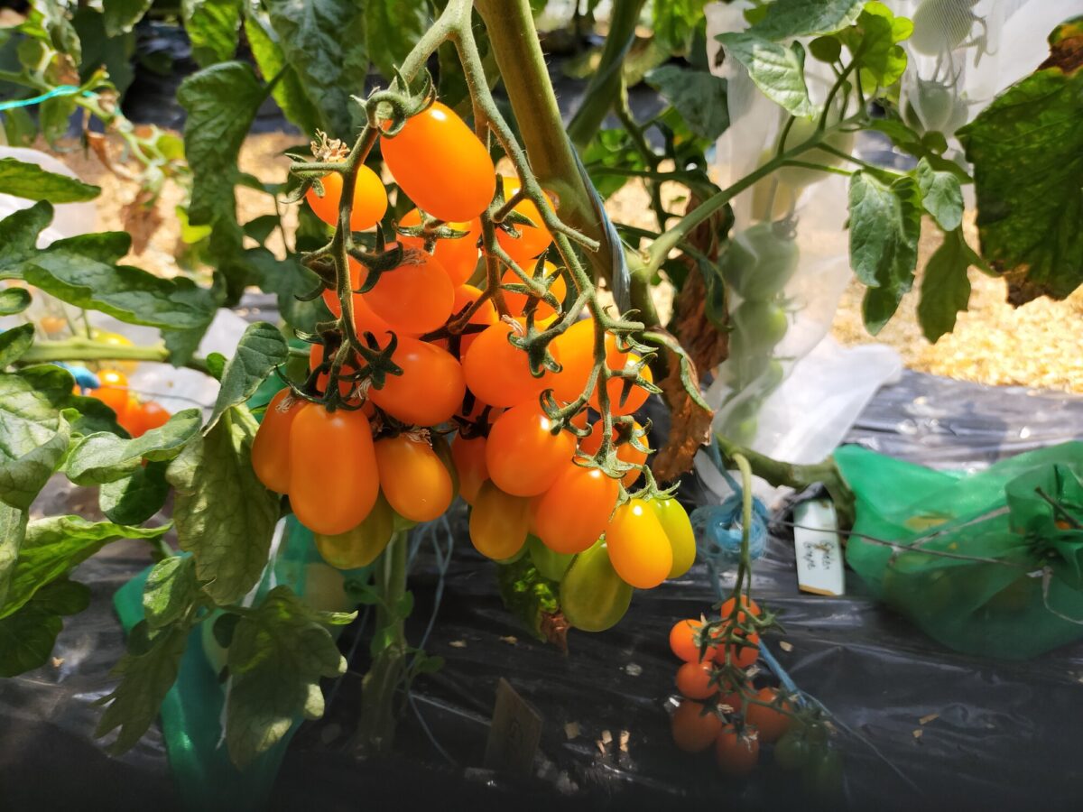 Folate – Heritage Food Crops Research Trust
